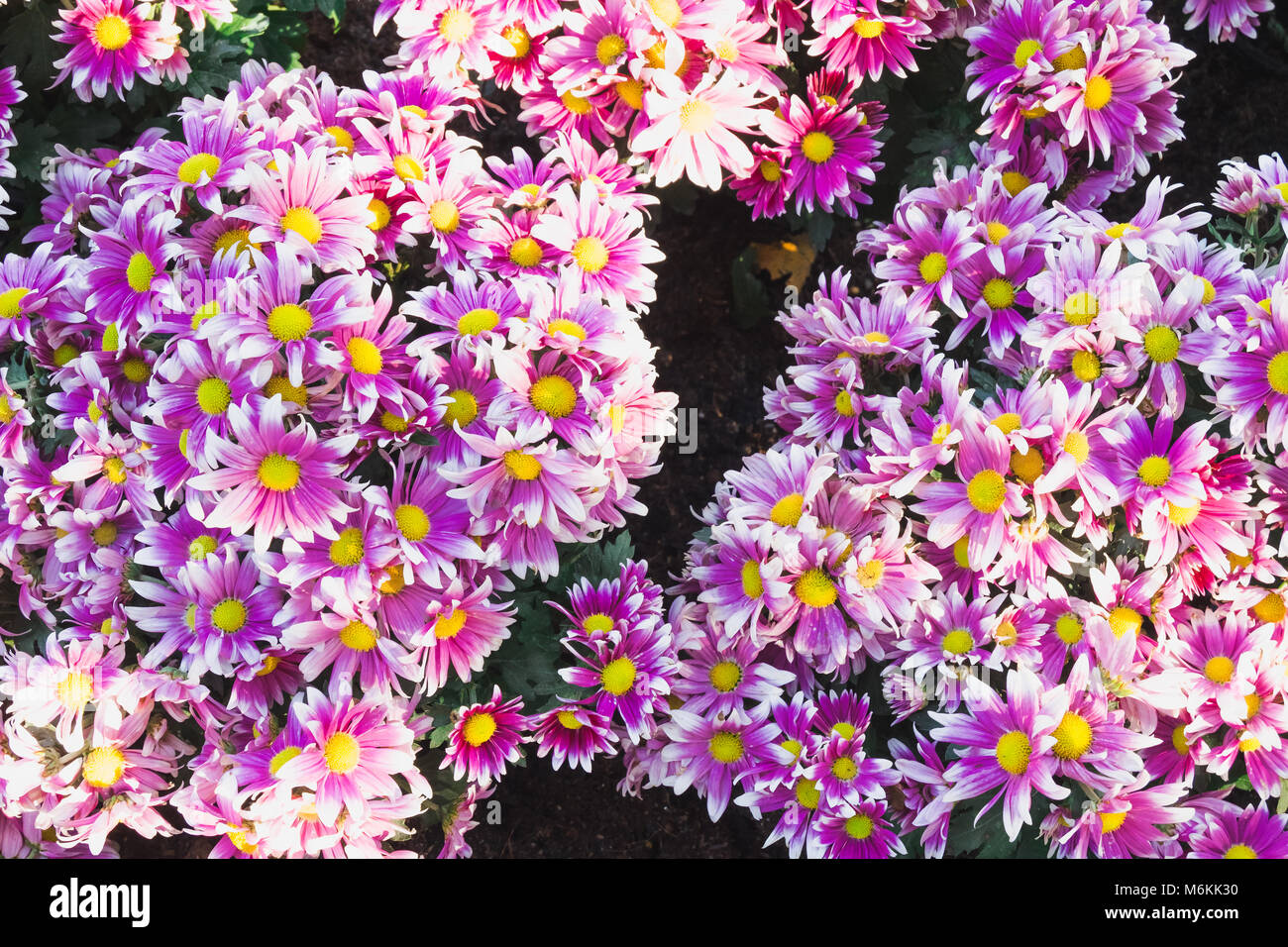 colorful small daisy flower in a garden Stock Photo - Alamy