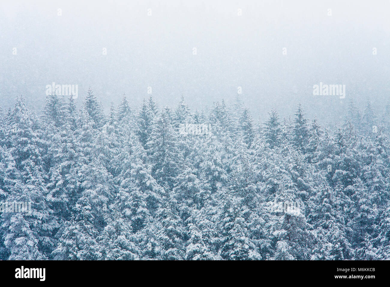 snowing in the winter forest Stock Photo - Alamy
