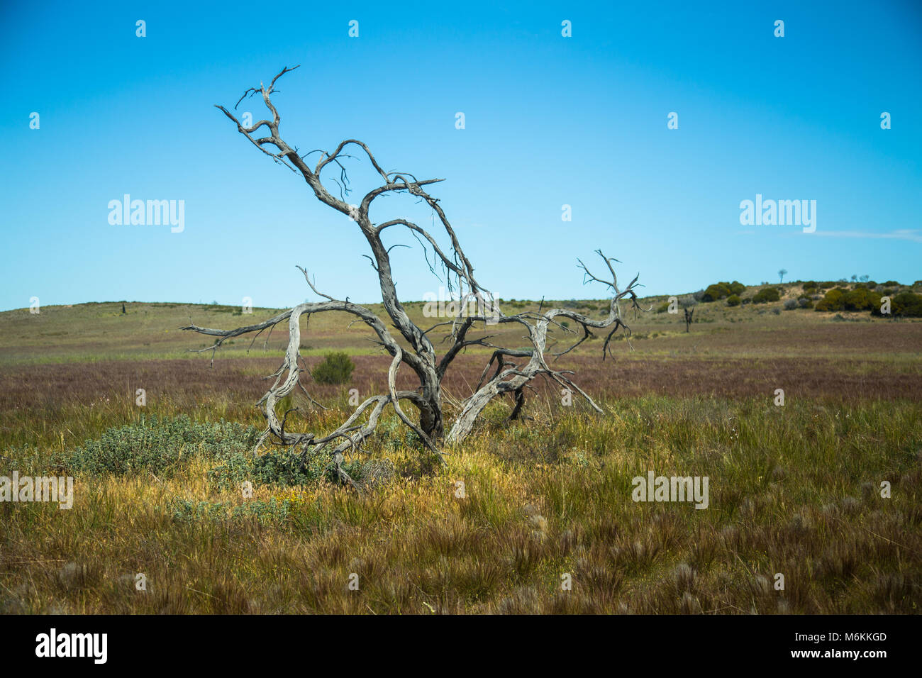 South australian tree hi-res stock photography and images - Alamy