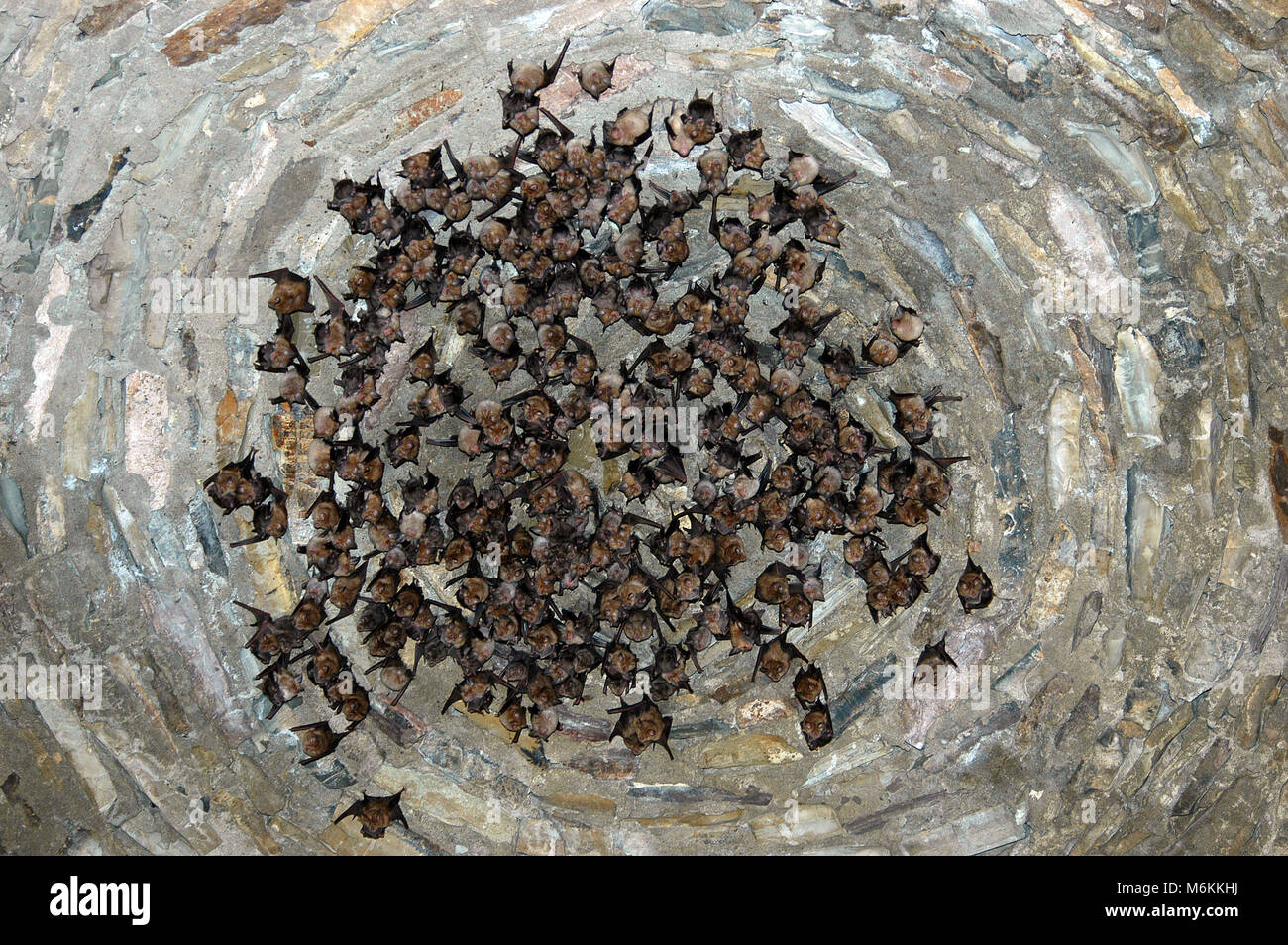 Colony of bats hanging in underground mine gallery Stock Photo - Alamy