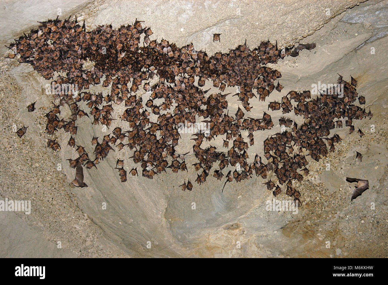 Bats In Your Cave at Harry Boykin blog