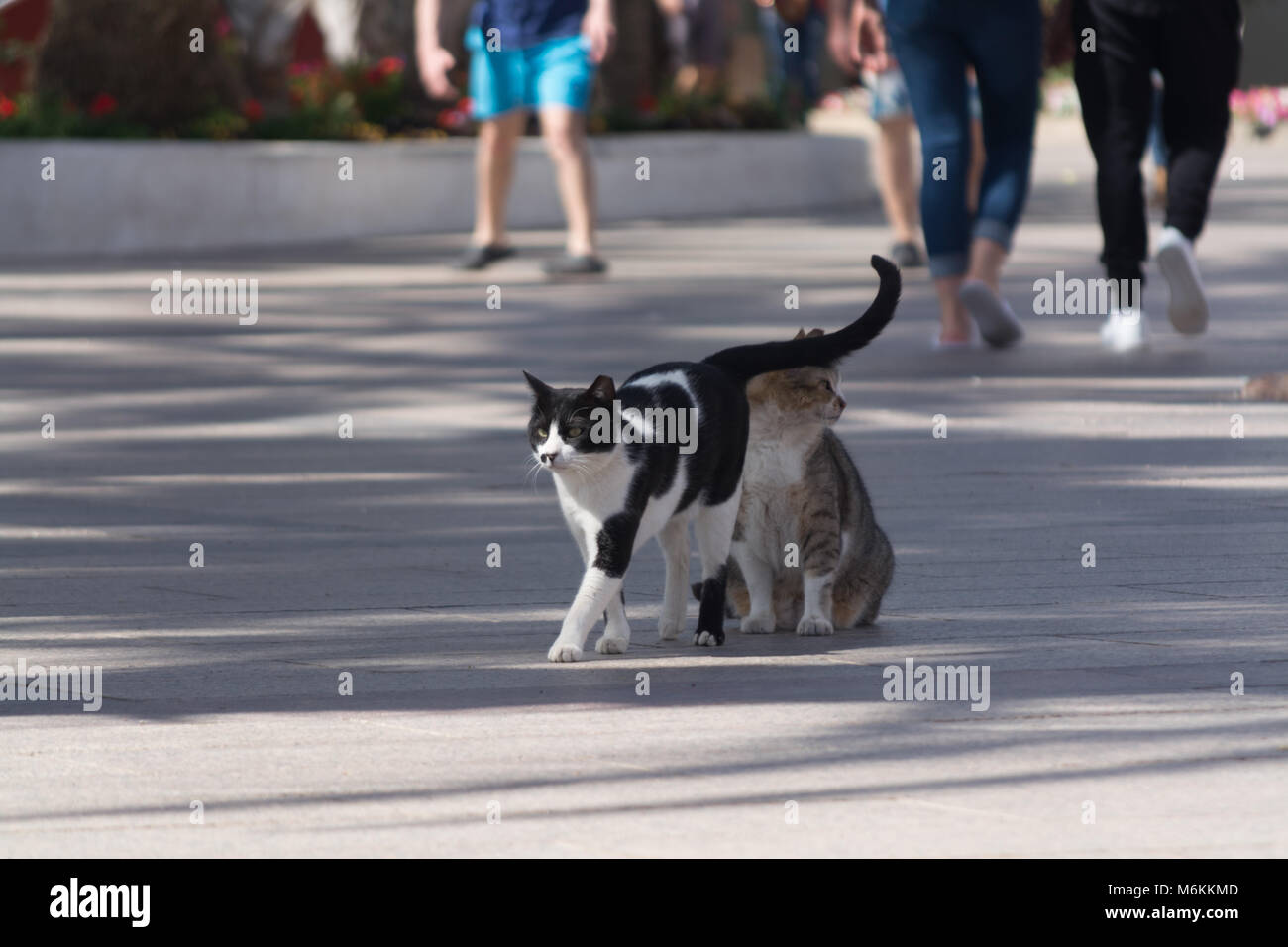 Cats of Eilat, Israel. Many cats leave on streets and beaches of Eilat ...
