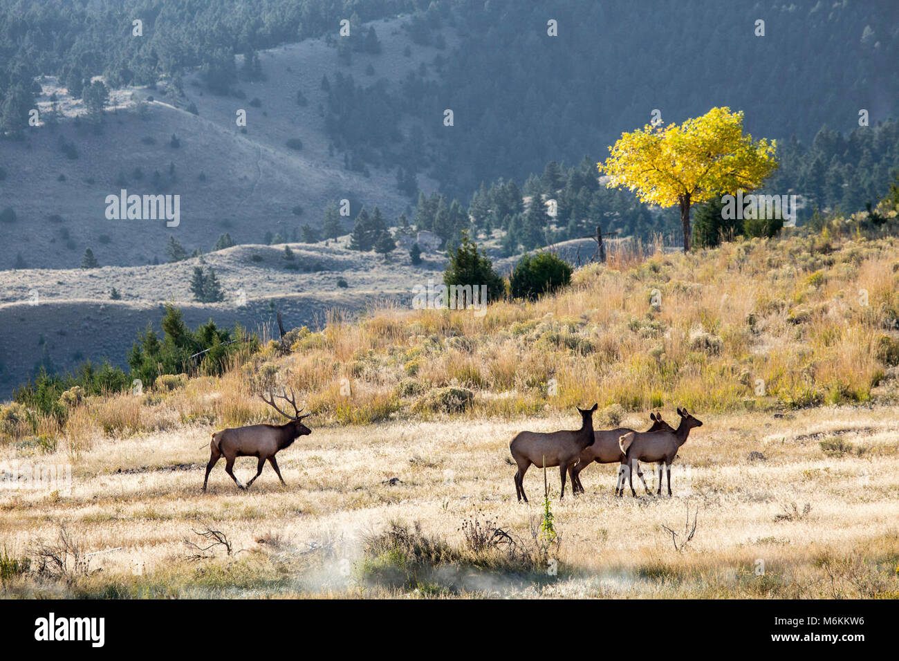 Bull elk with harem, Mammoth Hot Springs Stock Photo - Alamy