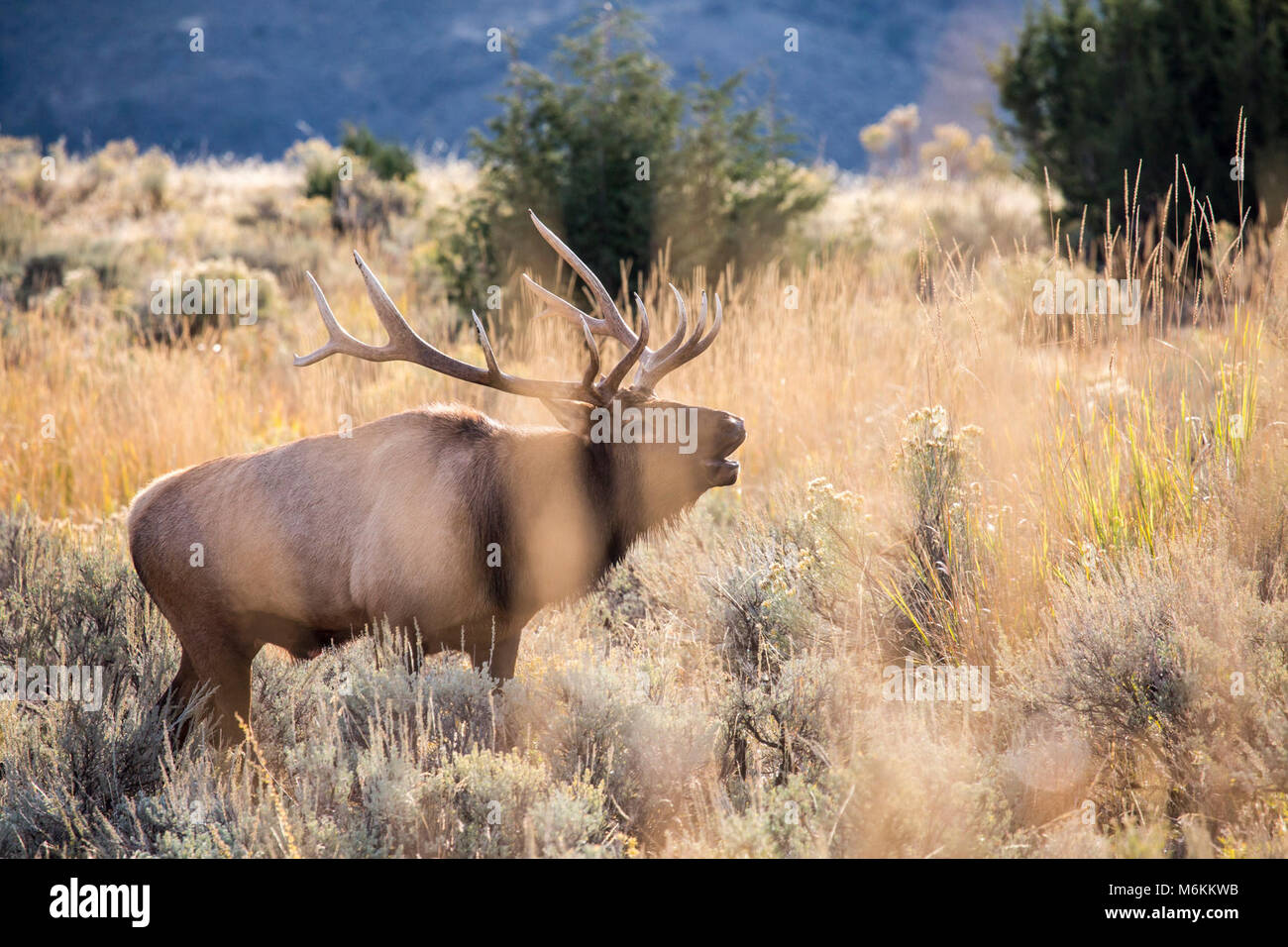 Bull elk bugling, Mammoth Hot Springs Stock Photo - Alamy