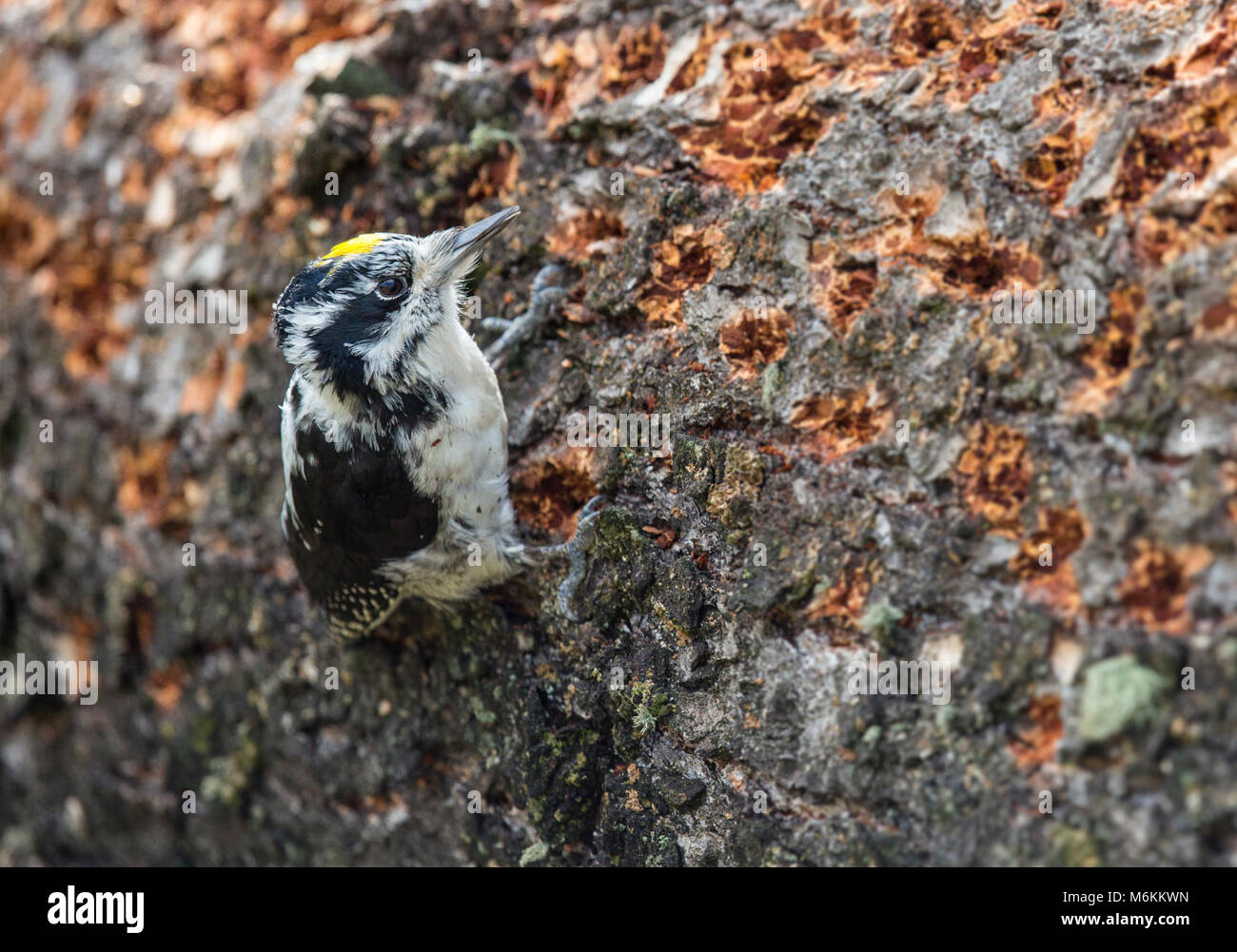 Three-toed woodpecker digging for insects in a fallen tree, Mammoth ...