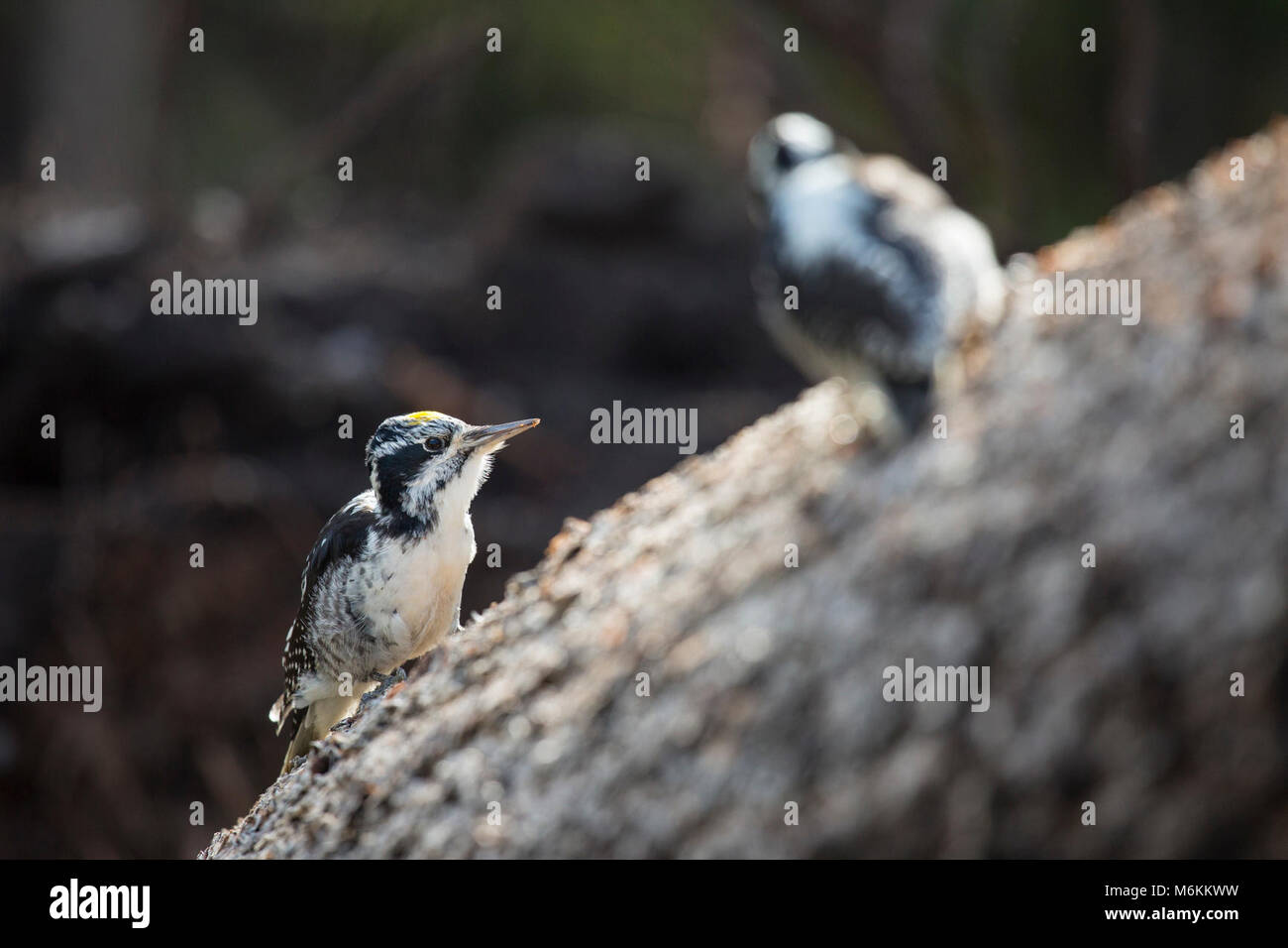 Three-toed woodpeckers digging for insects in a fallen tree, Mammoth ...
