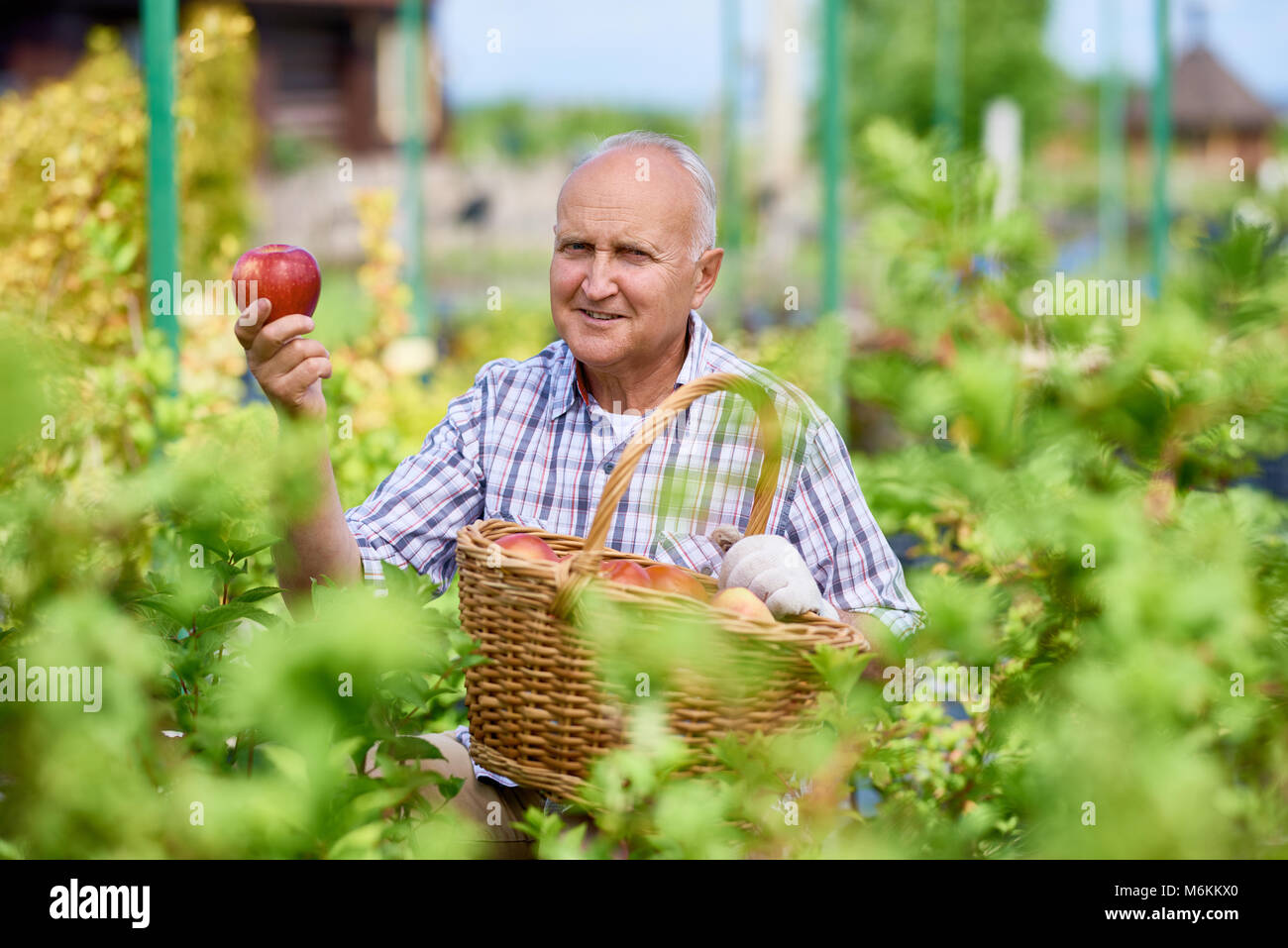 Happy Senior Man Gathering Apples Stock Photo - Alamy