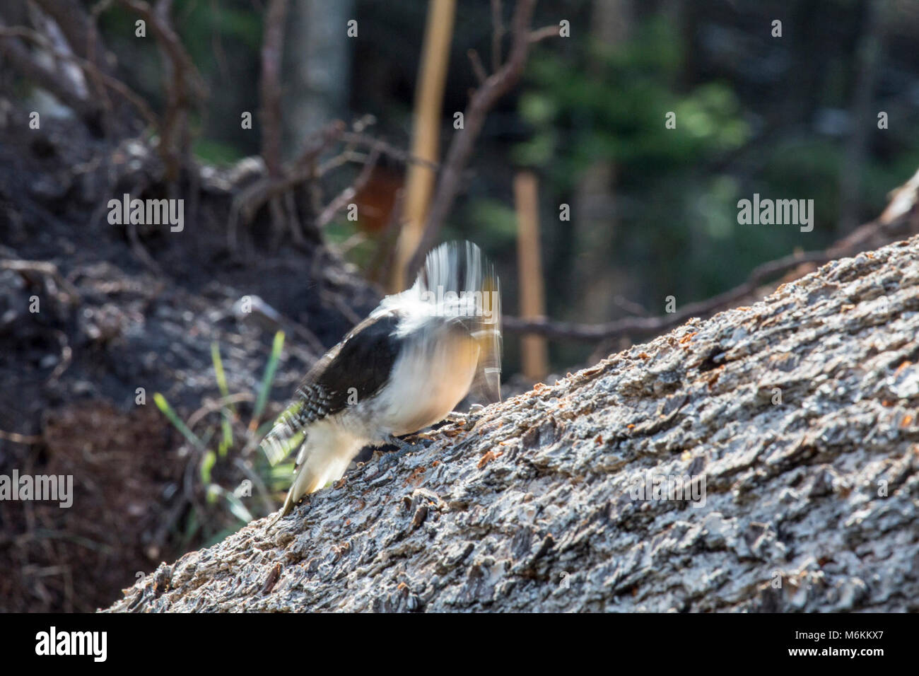 Three-toed woodpecker digging for insects in a fallen tree, Mammoth ...