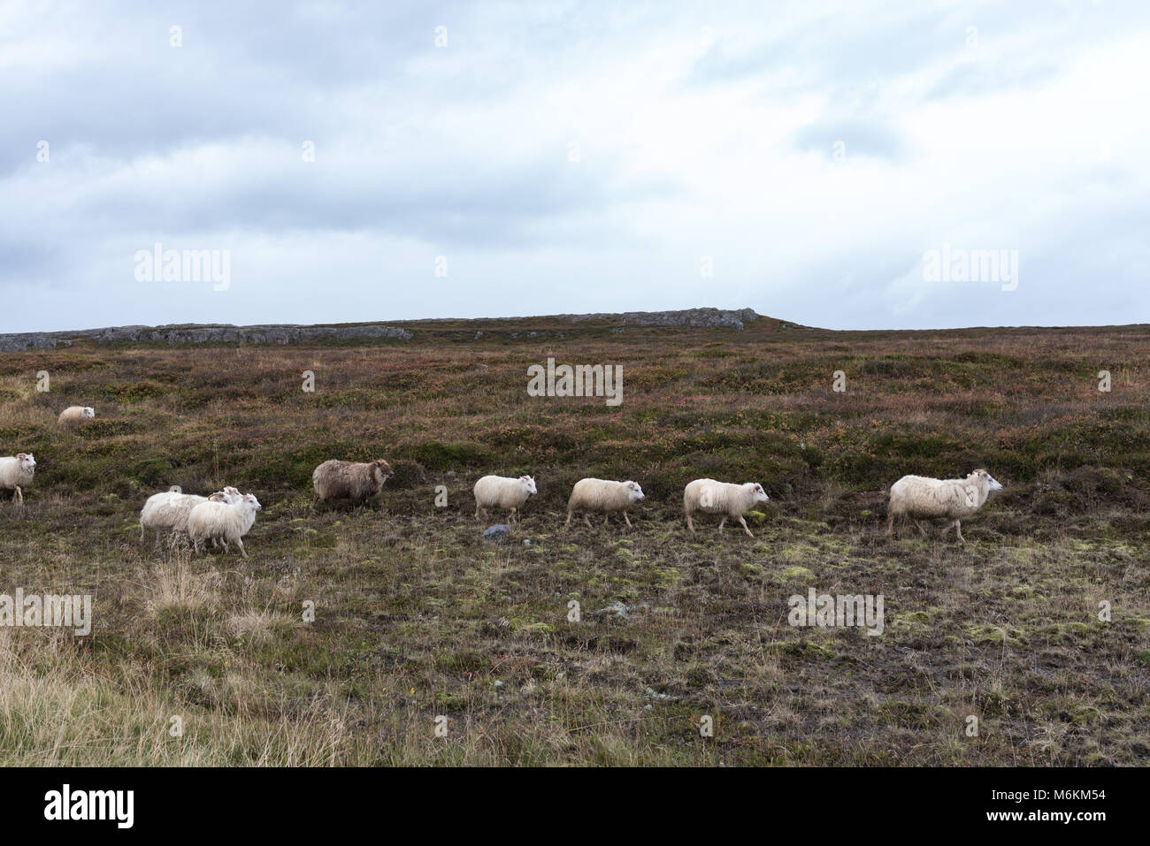 The row of the marching sheep Stock Photo - Alamy