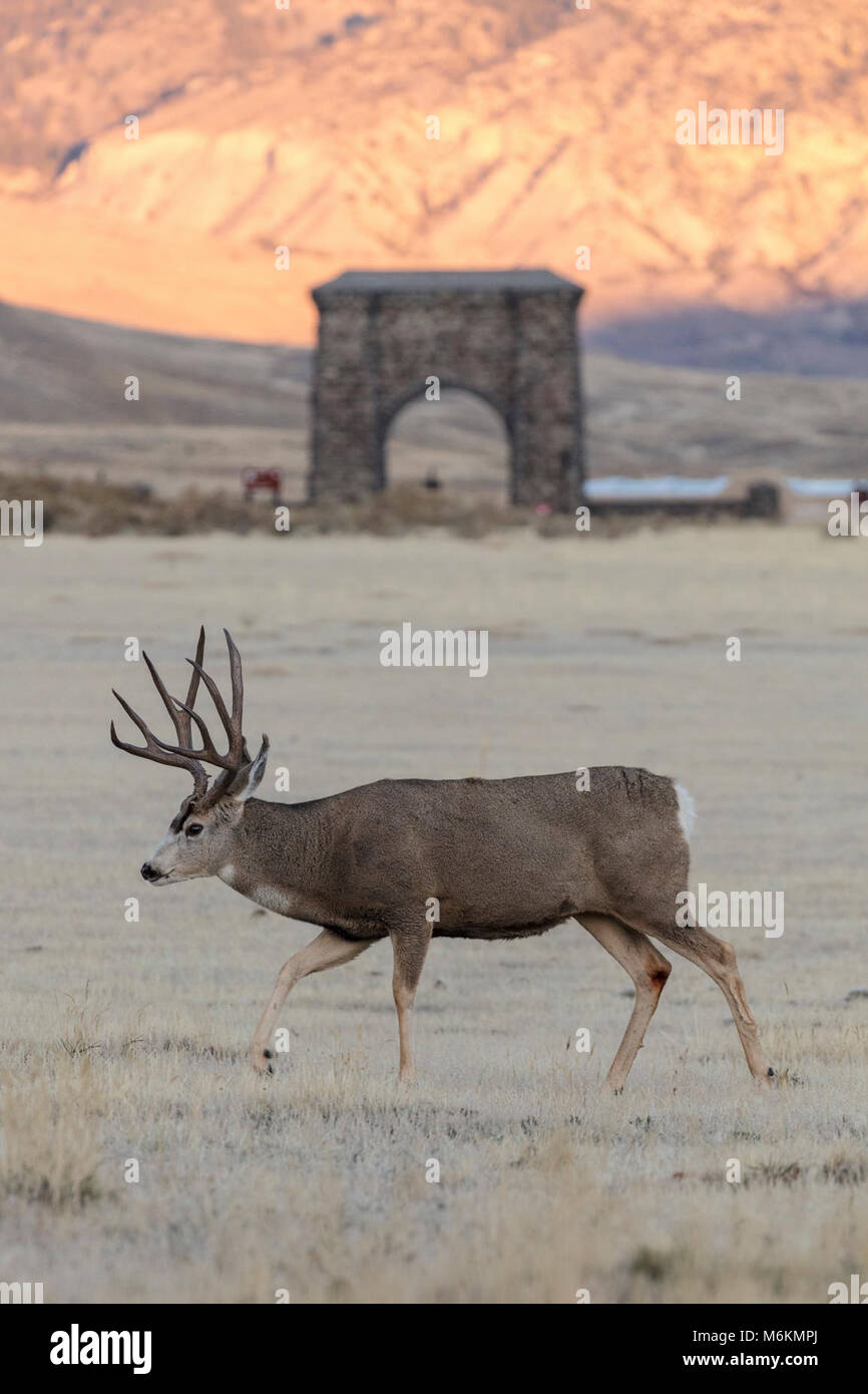 Mule deer buck and Roosevelt Arch portrait Stock Photo - Alamy