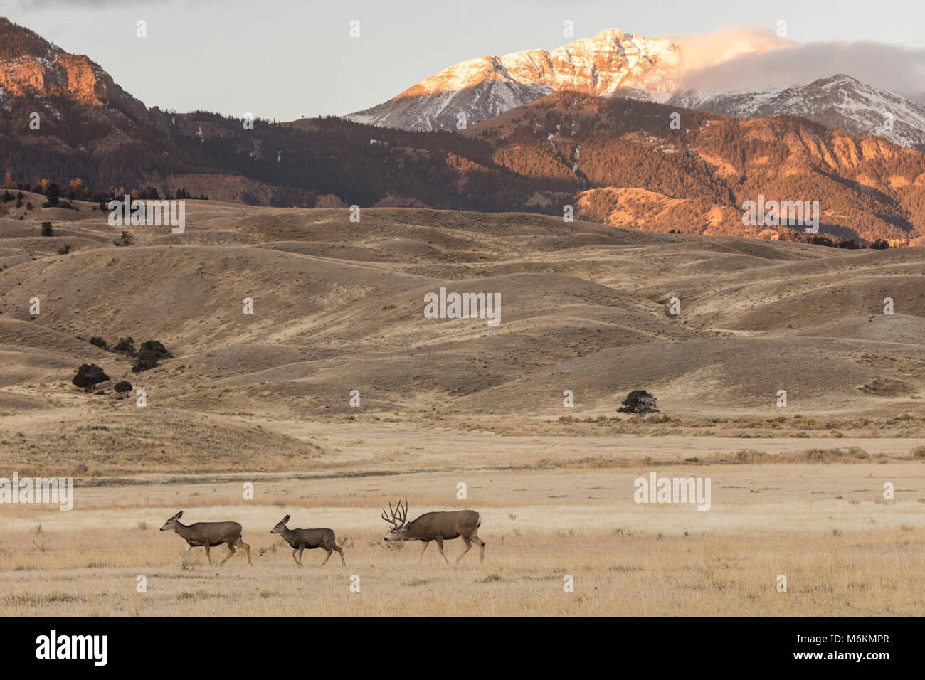 Mule deer buck follows two does during the rut Stock Photo - Alamy