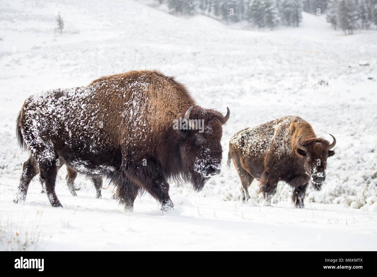 Bison in winter lamar hi-res stock photography and images - Alamy