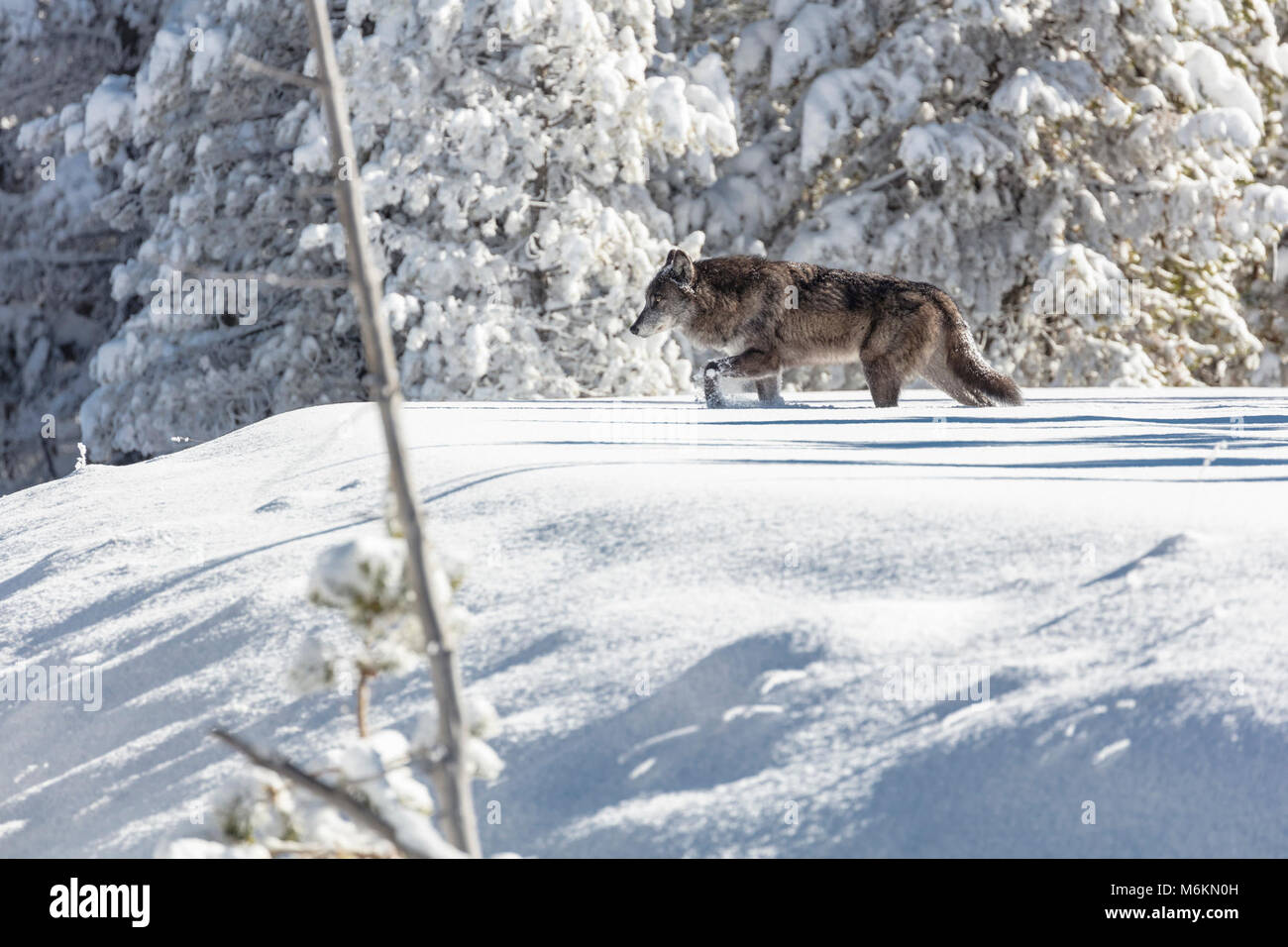 Wolf moving through fresh hi-res stock photography and images - Alamy