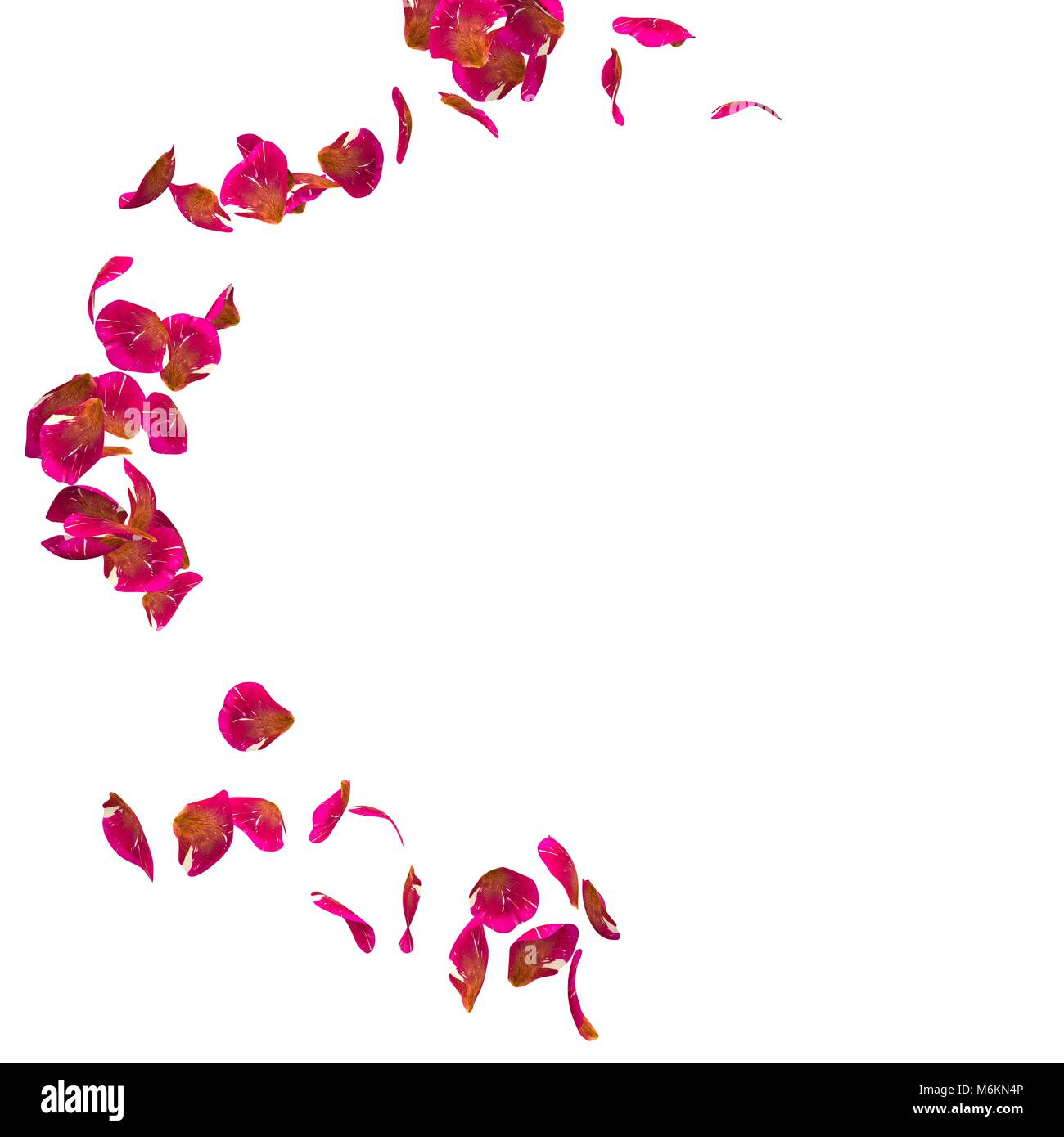 Red rose petals fly in a circle. The center free space for Your photos ...