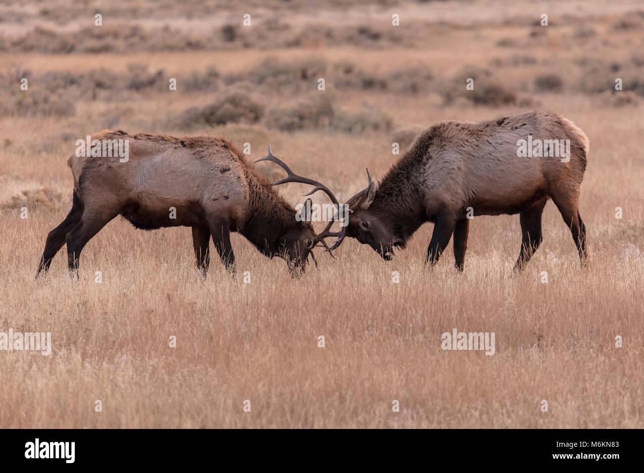 Elk sparring near the North Entrance Stock Photo - Alamy