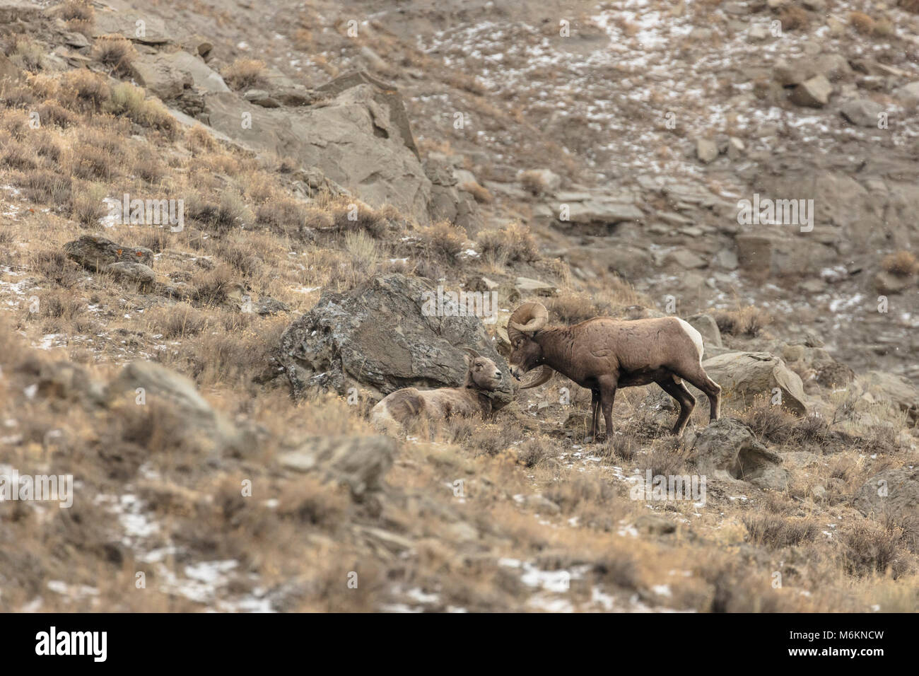 Bighorn ram and ewe during the rut in Gardner Canyon Stock Photo - Alamy