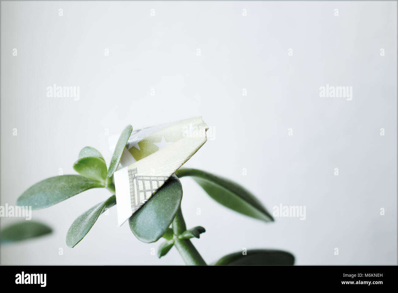 paper money plane on a tree Stock Photo - Alamy