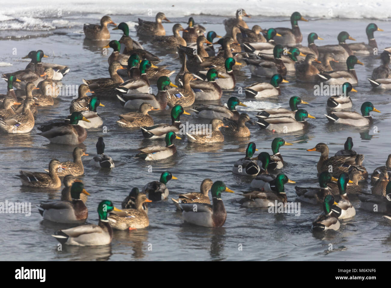 Birds winter huddle hi-res stock photography and images - Alamy