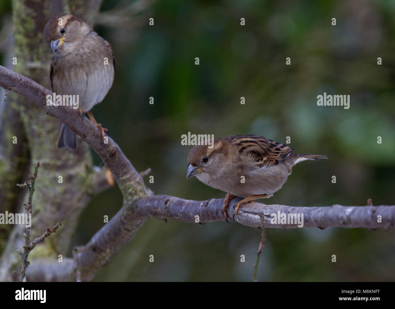 Perched sparrow two britain hi-res stock photography and images - Alamy