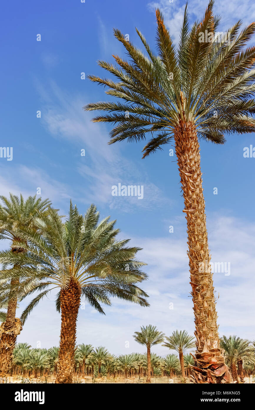 Plantation of Phoenix dactylifera, commonly known as date or date palm ...