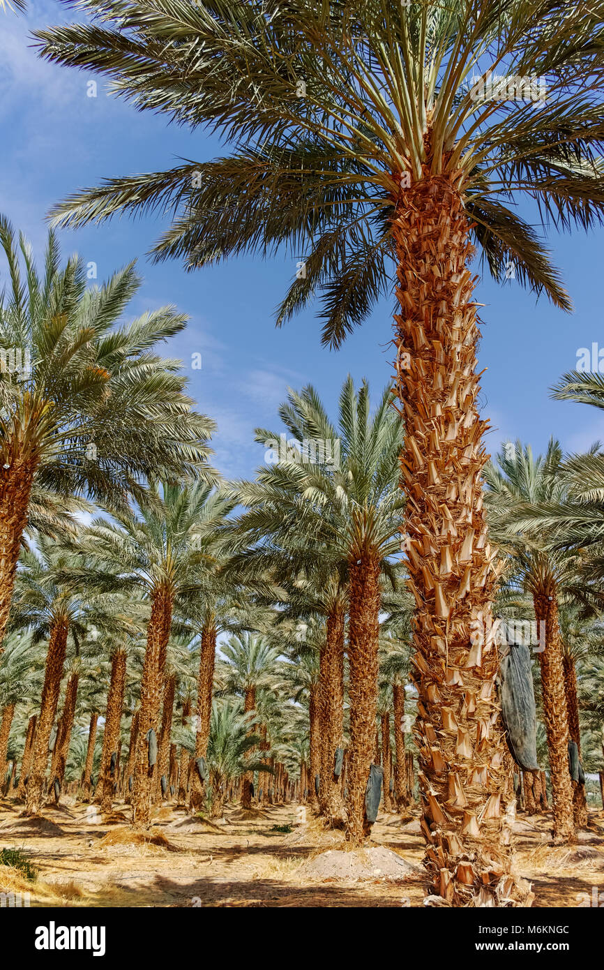 Plantation of Phoenix dactylifera, commonly known as date or date palm ...