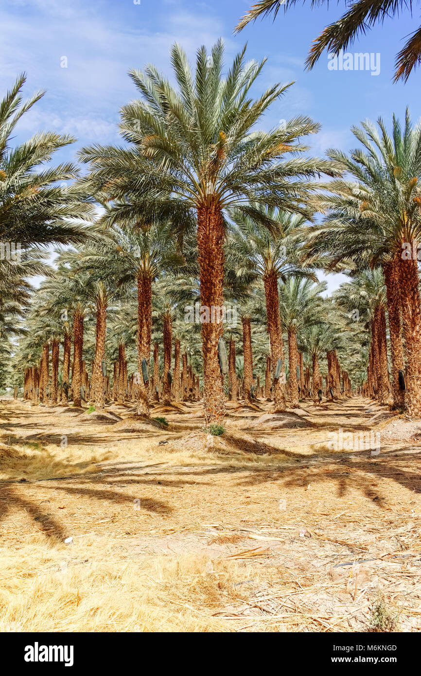 Plantation of Phoenix dactylifera, commonly known as date or date palm ...