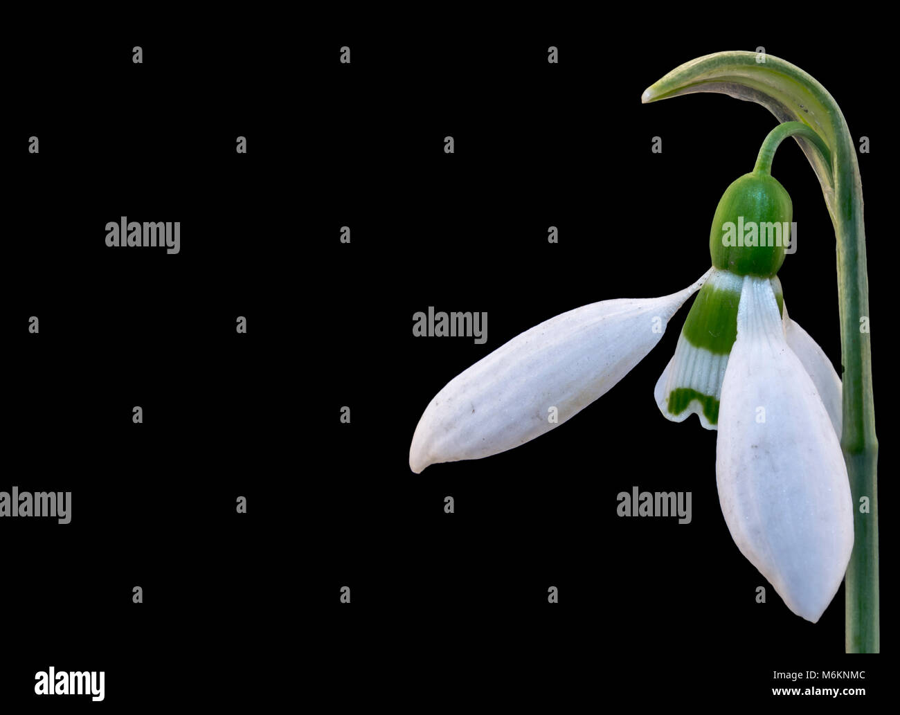 Snowdrop isolated on black background Stock Photo - Alamy