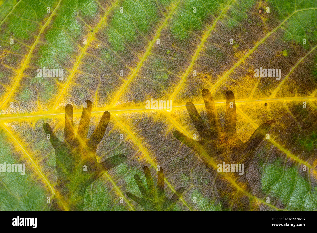 Bond between people and nature, protecting nature Stock Photo - Alamy