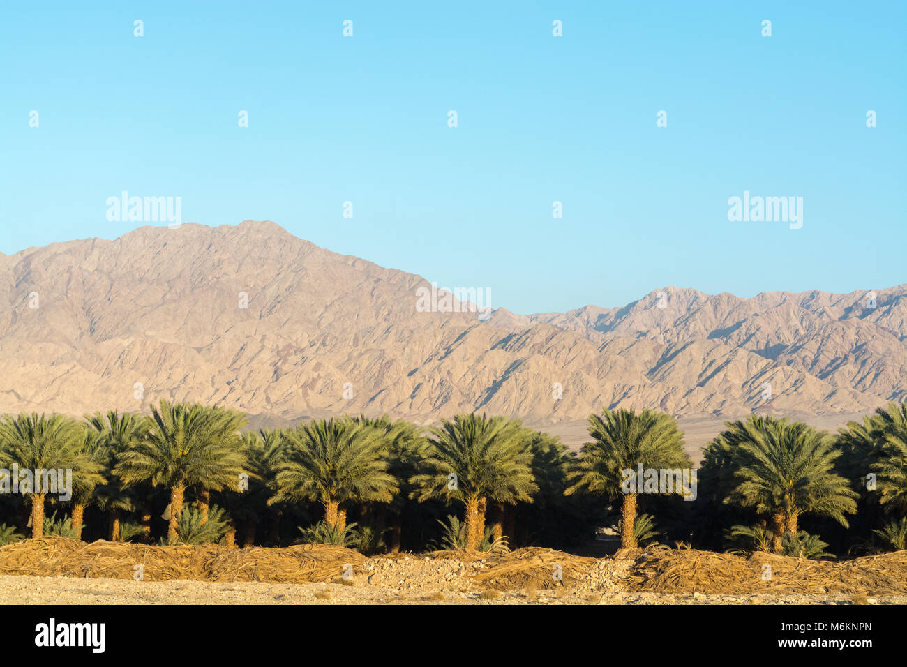 Plantation of Phoenix dactylifera, commonly known as date or date palm ...