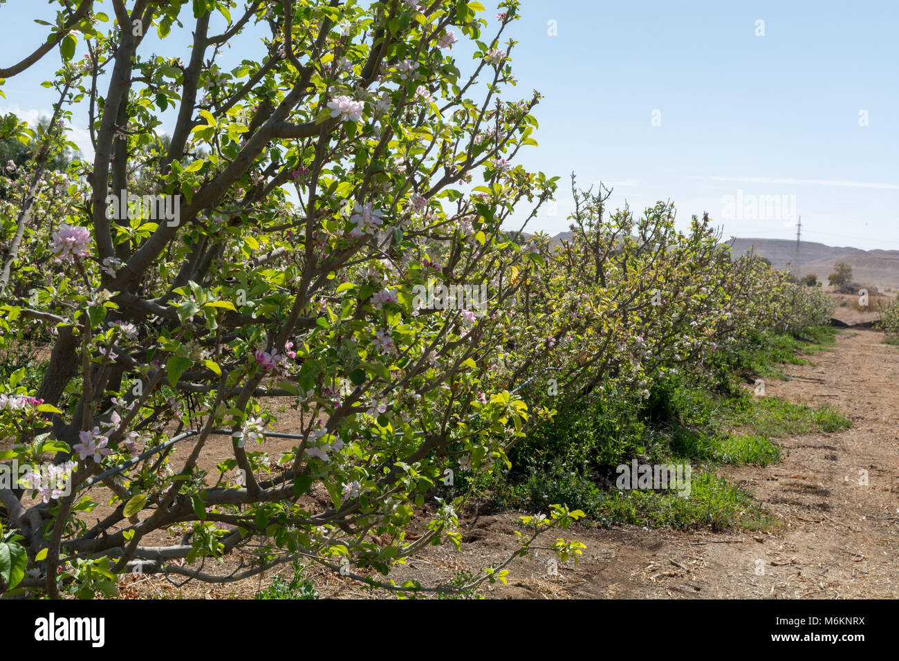 Beautiful pink apple tree blossom, springtime in kibbutz orchard Negev ...