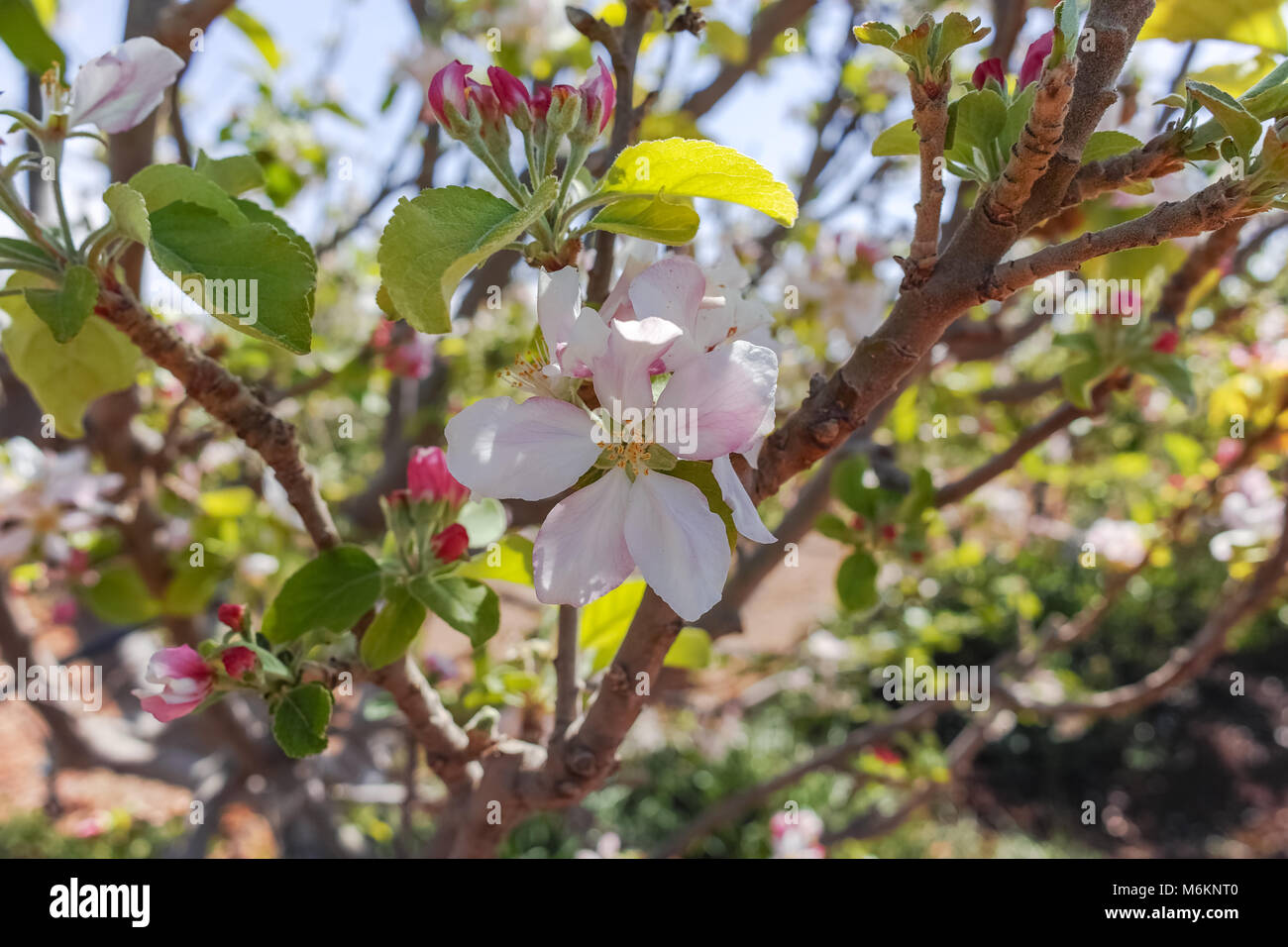 Beautiful pink apple tree blossom, springtime in kibbutz orchard Negev ...