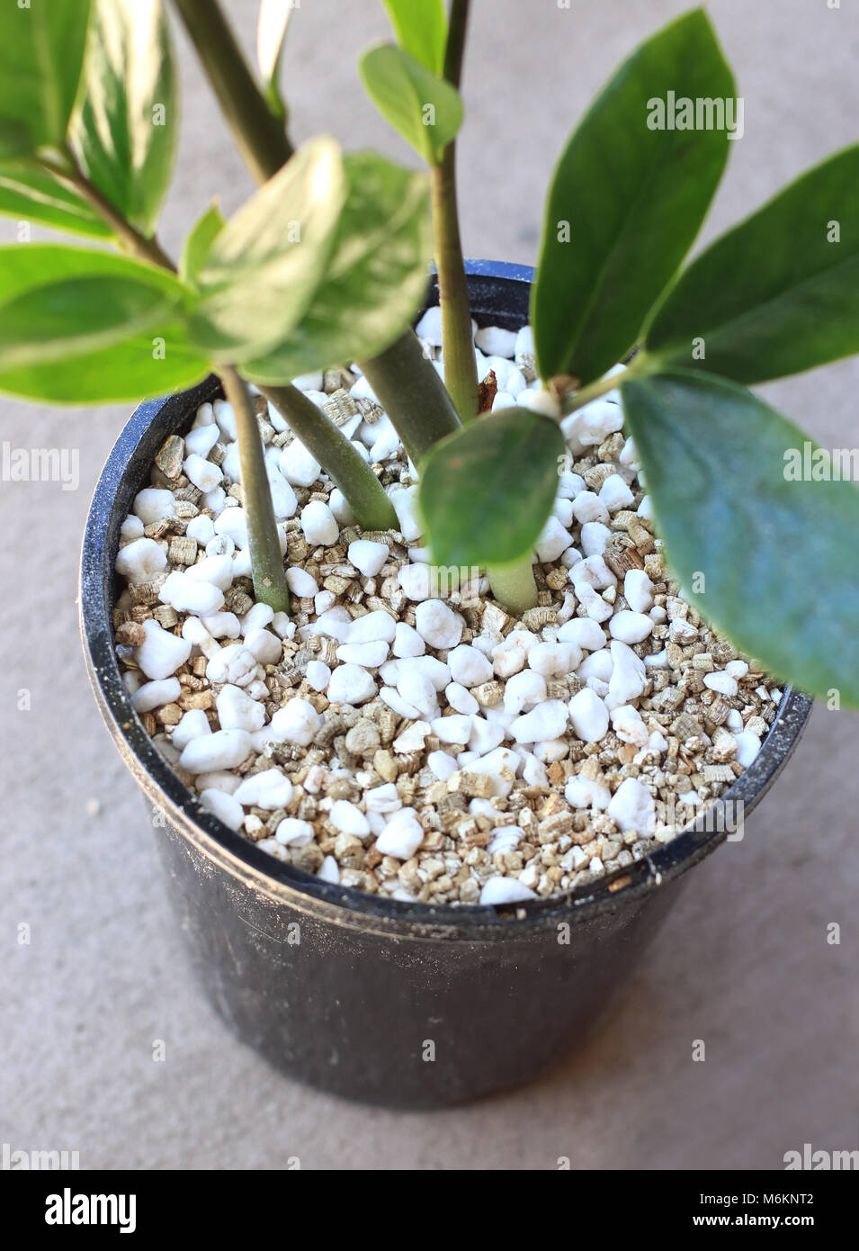 Growing Zamioculcas zamiifolia or known as Zanzibar gem", "Zuzu plant ...