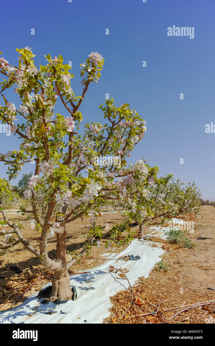Beautiful pink apple tree blossom, springtime in kibbutz orchard Negev ...