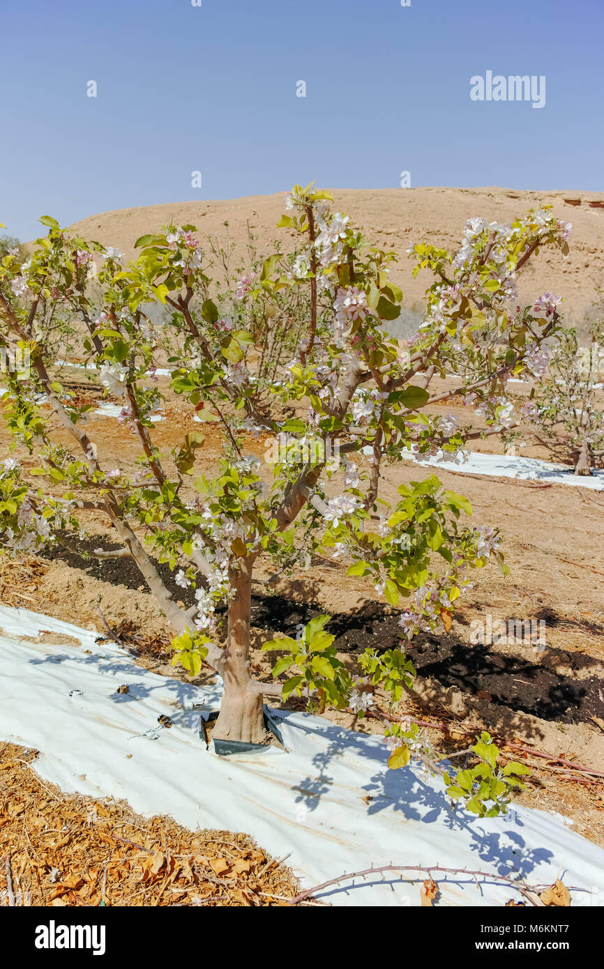 Beautiful pink apple tree blossom, springtime in kibbutz orchard Negev ...