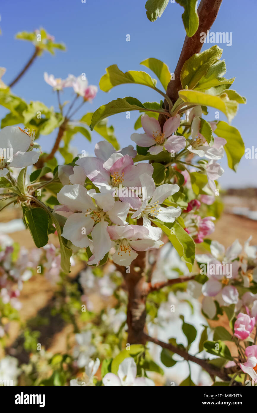 Beautiful pink apple tree blossom, springtime in kibbutz orchard Negev ...
