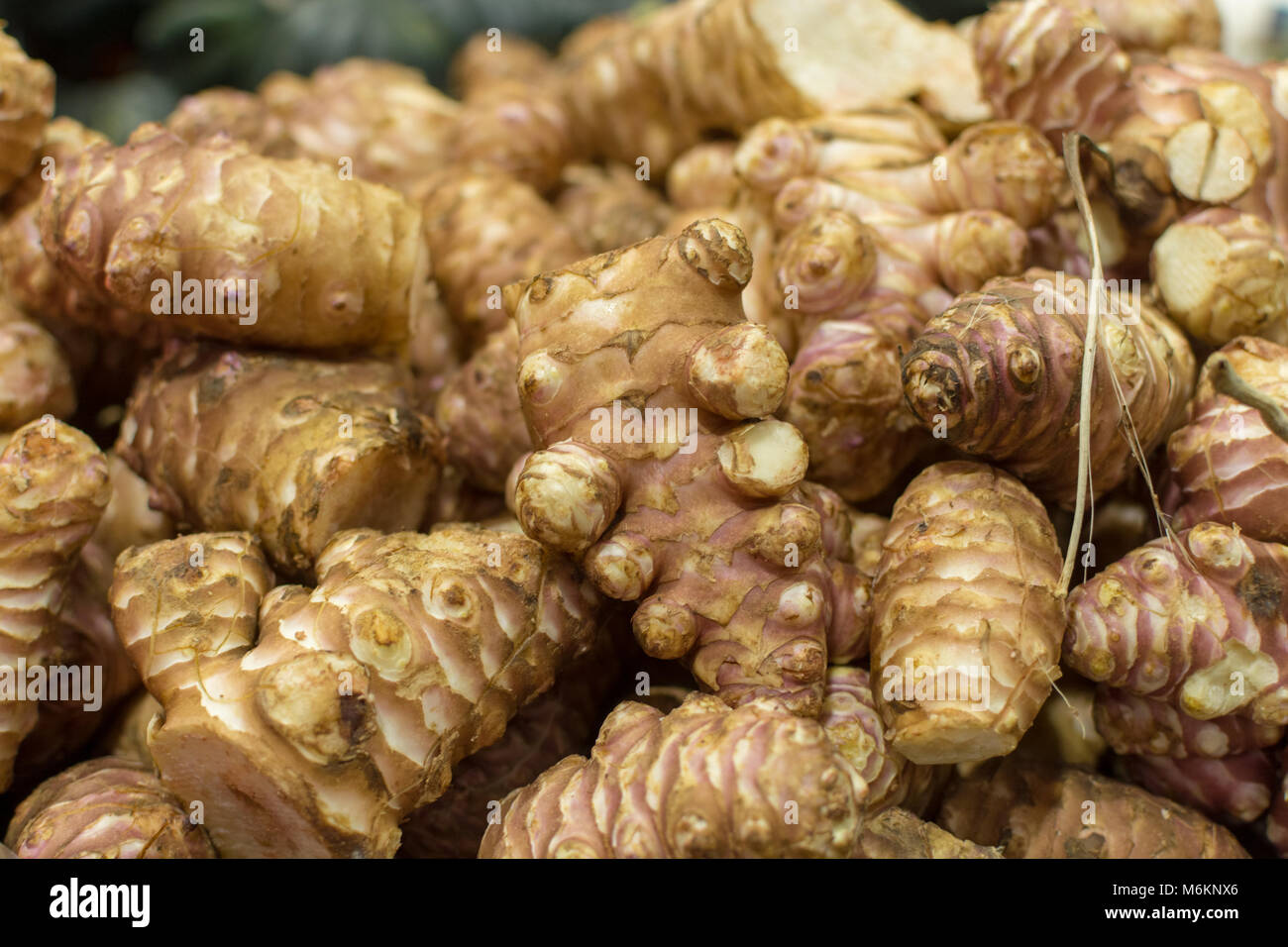Alpinia galanga root or laos, herb used in Southern Asia cuisine and ...