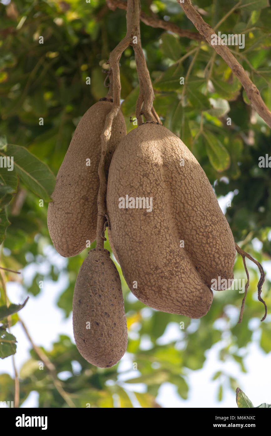 Inedible fruits of evergreen sausage tree, Kigelia africana, food for ...