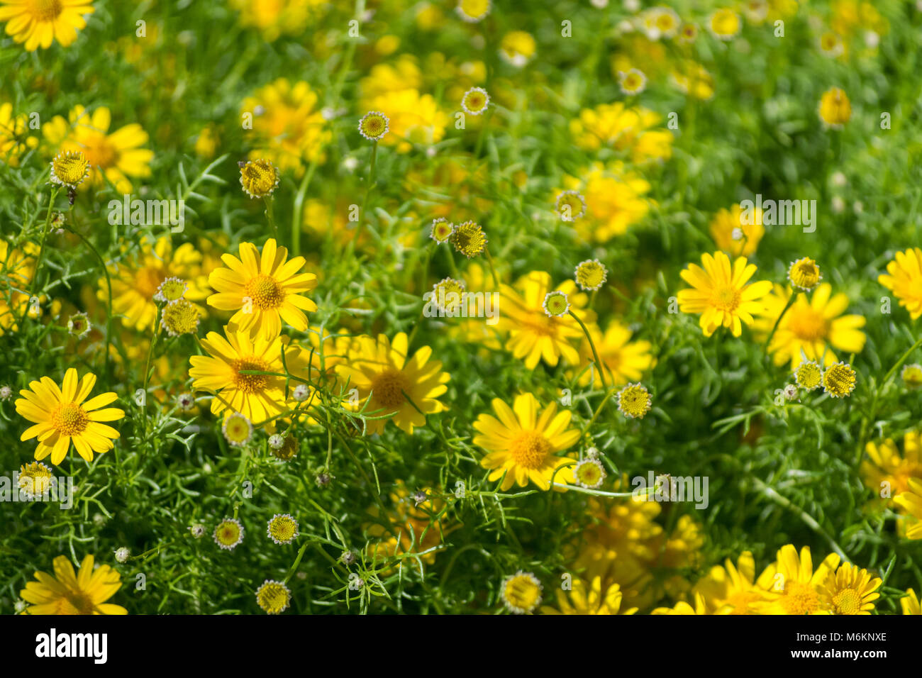 Meadow with group of small yellow daisy flowers, close up floral ...