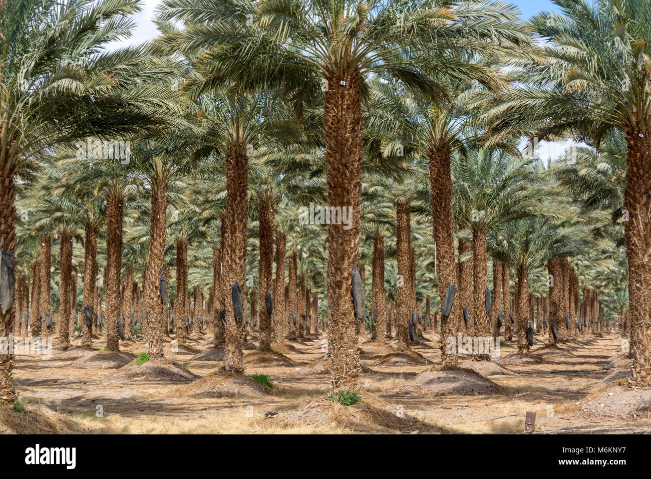 Date palm cultivation hi-res stock photography and images - Alamy
