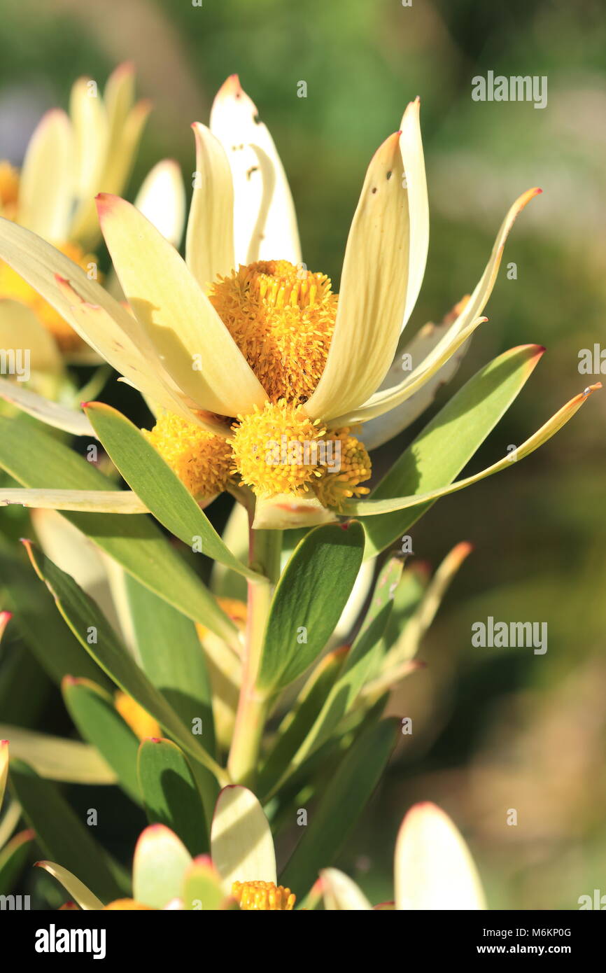 Leucadendron gandogeri hi-res stock photography and images - Alamy