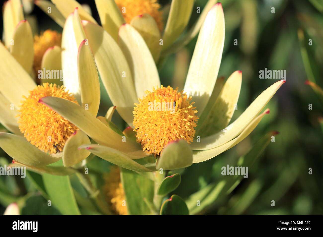 Leucadendron gandogeri Proteas or known as Broad Leaf Cone Bush flowers ...