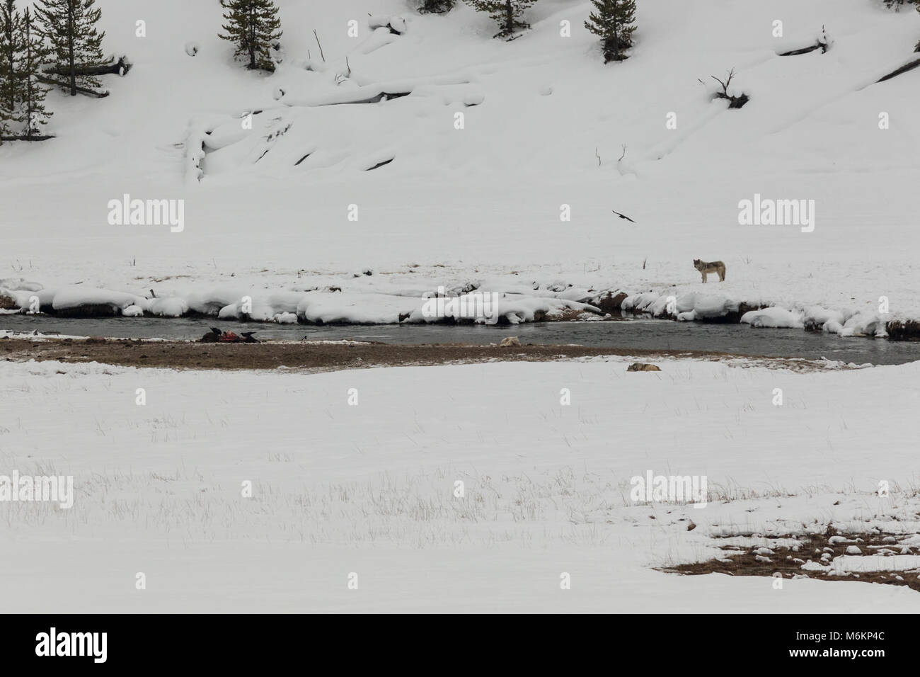 Mollies wolf pack hi-res stock photography and images - Alamy