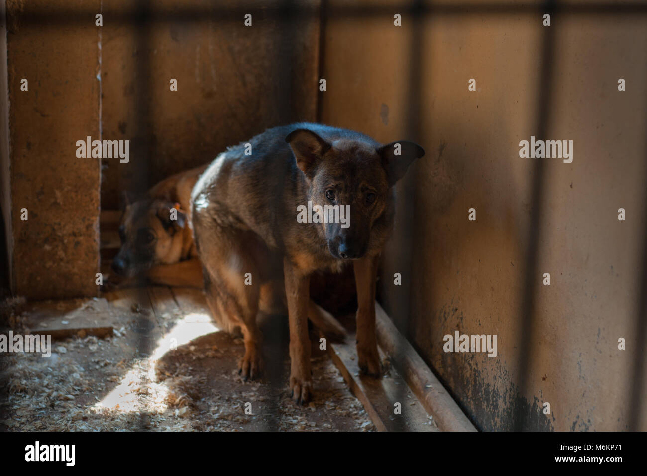 Dogs are in the dirty cage. They are homeless Stock Photo - Alamy