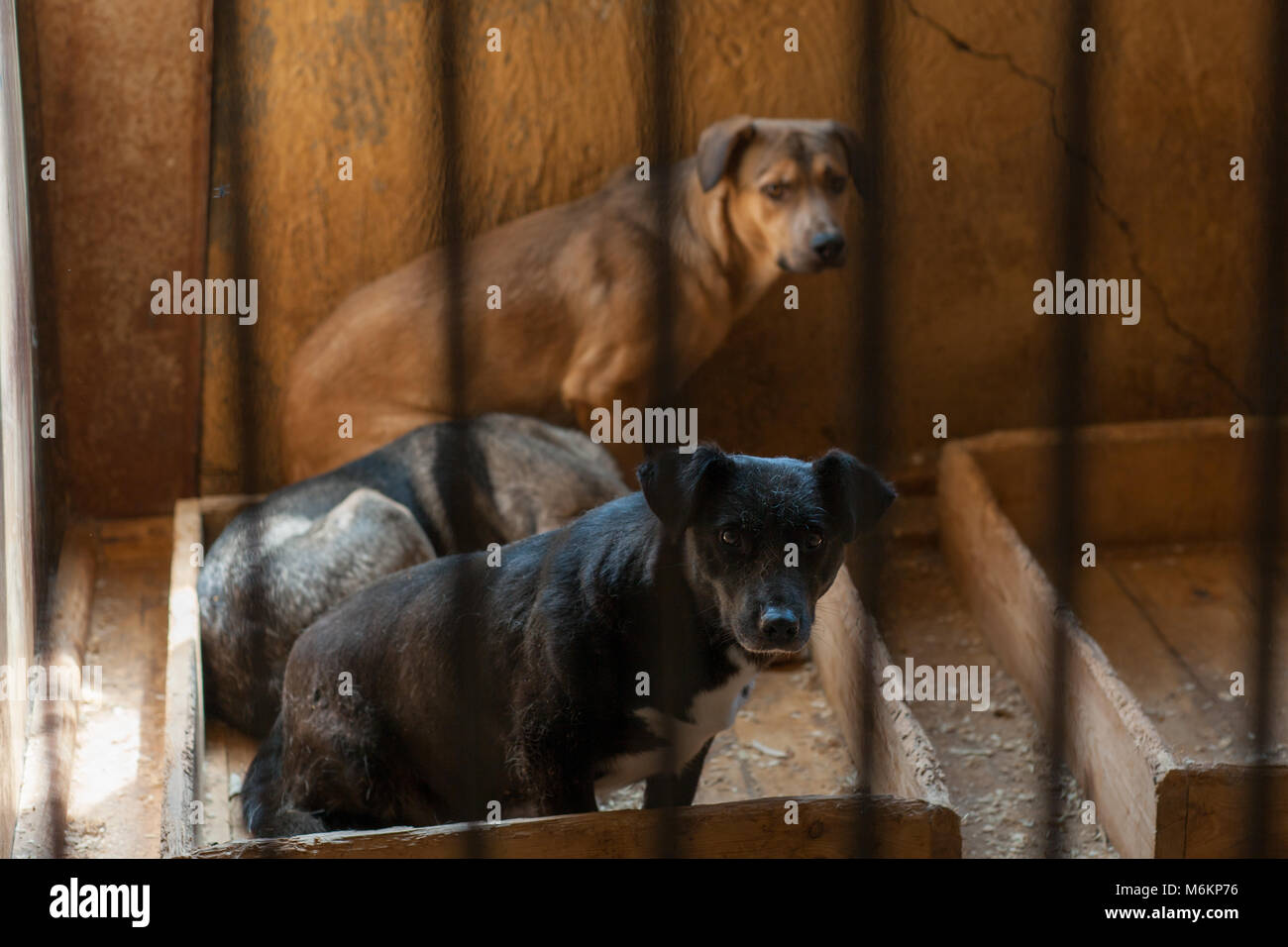 Three homeless dogs sitting in a dirty cage at the shelter Stock Photo ...