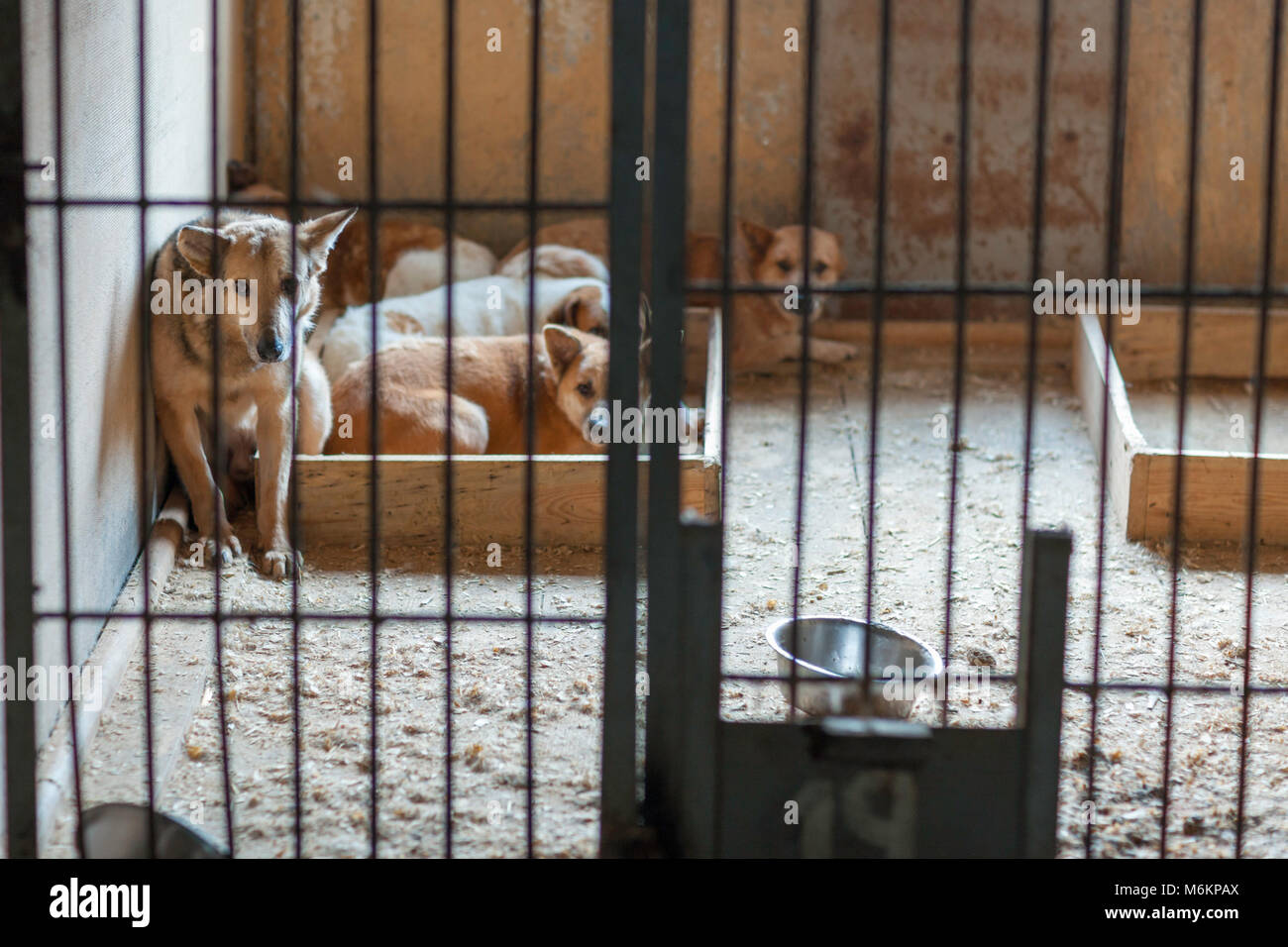 Homeless animals hi-res stock photography and images - Alamy