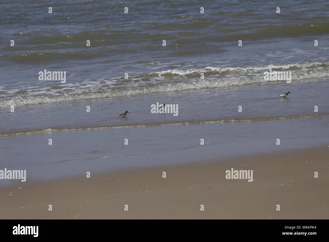 Stint fish hi-res stock photography and images - Alamy