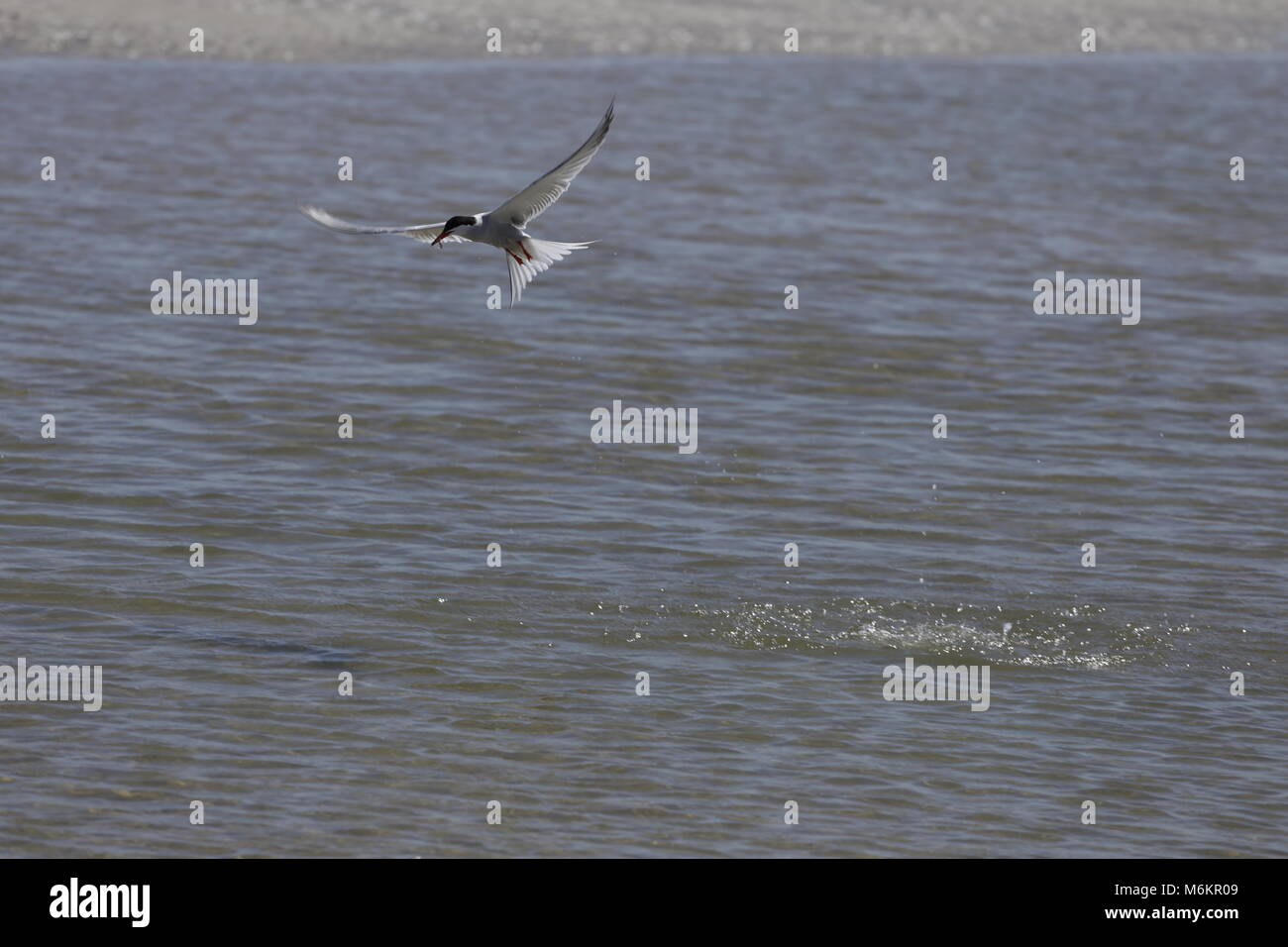 common tern searching and diving for little fish Stock Photo - Alamy