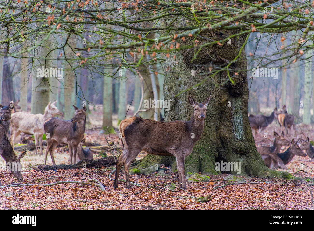 Deers in the forest Stock Photo - Alamy