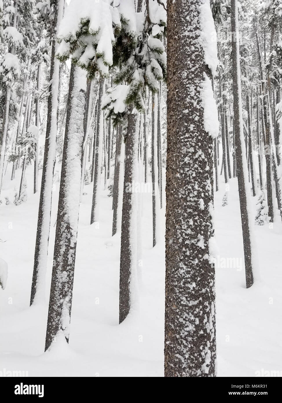 Lodgepole forest on Divide Trail Stock Photo - Alamy