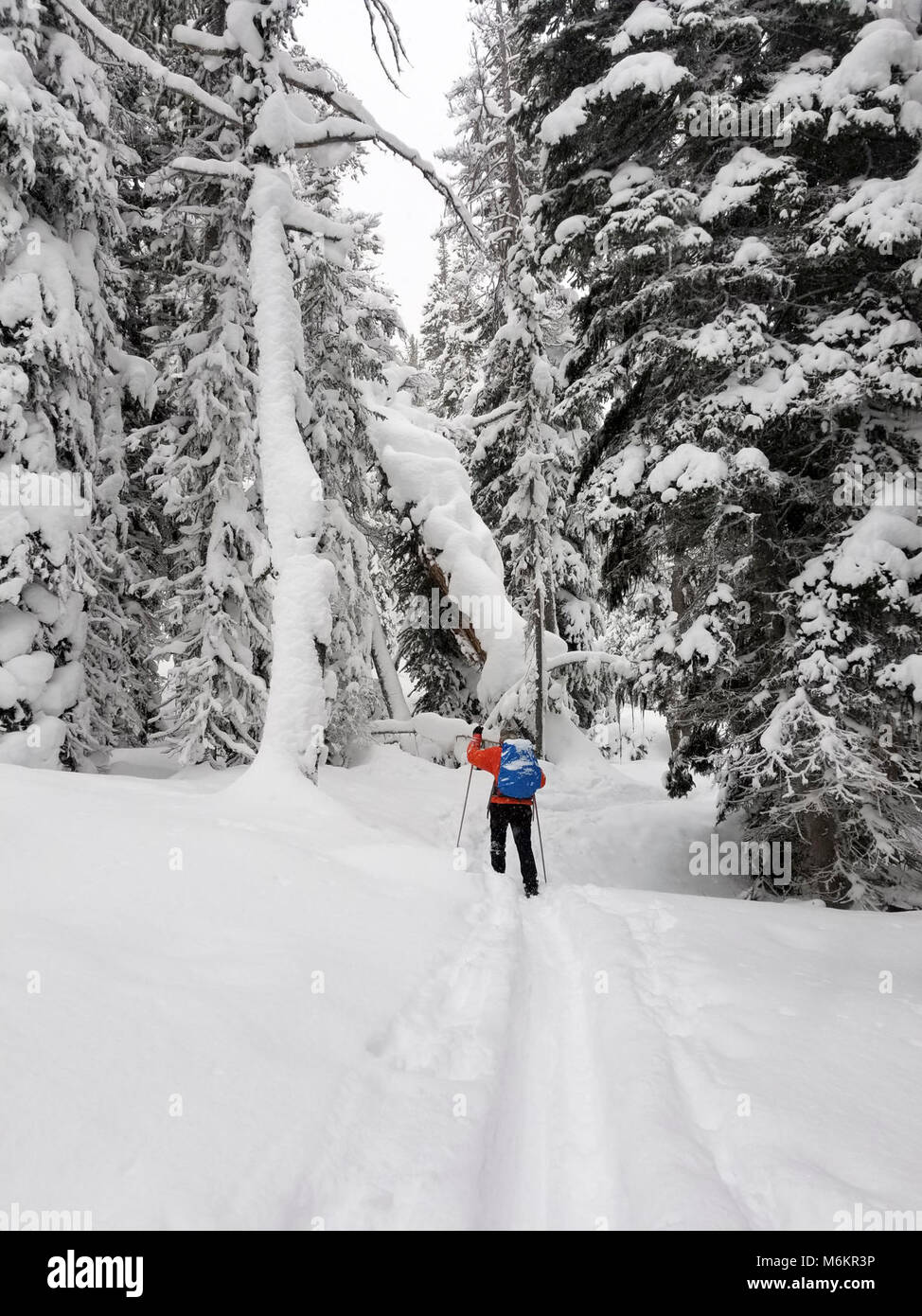 Skier on Spring Creek Trail Stock Photo - Alamy